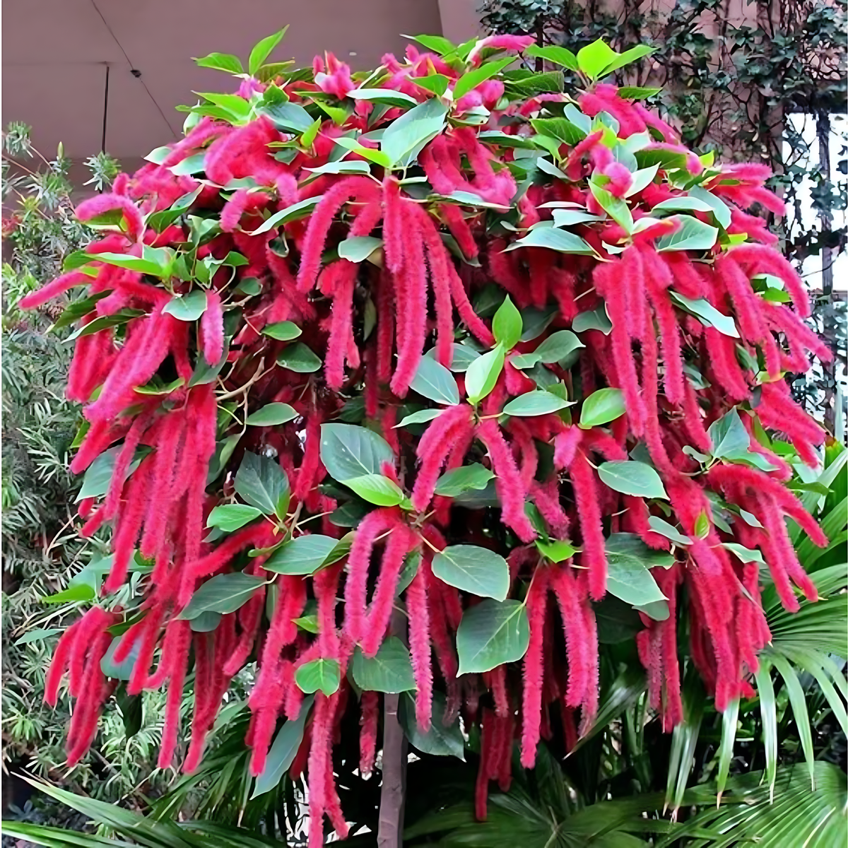Acalypha hispida Care Guide – Red Hot Cattail Plant Growing Tips ...
