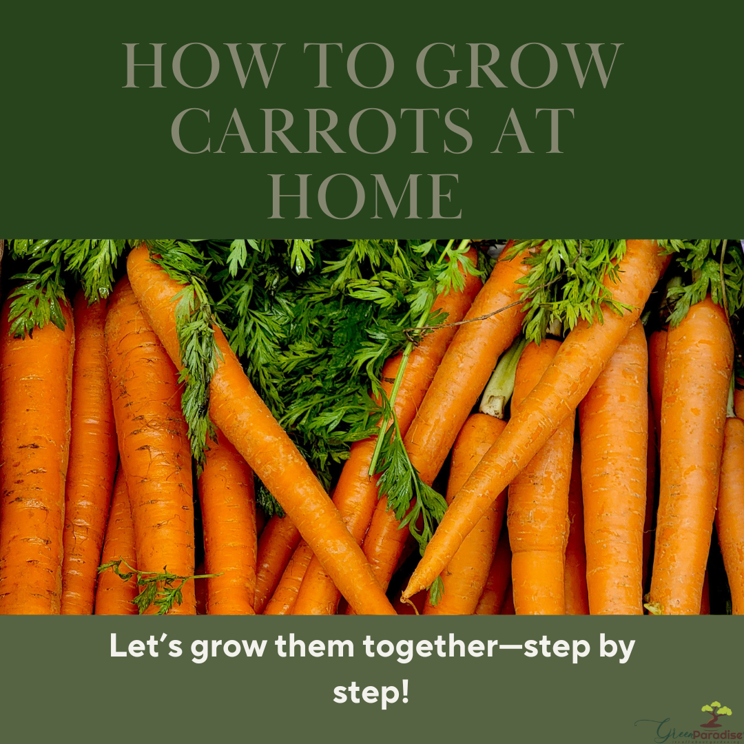 Carrot Gardening: How to Grow Crunchy, Nutritious Carrots at Home ...