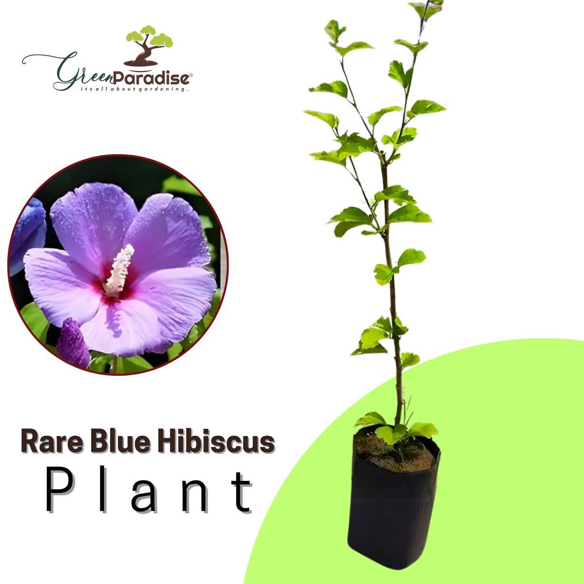 Blue Hibiscus Flower