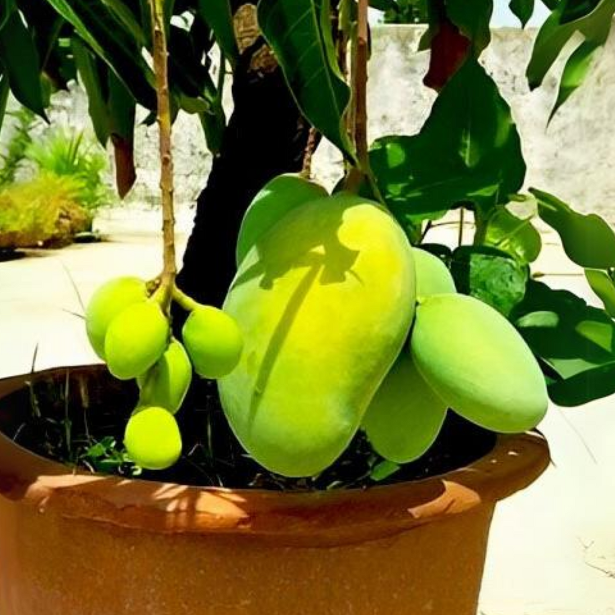 Exclusive Thai All Time Mango Live Plant – GreenParadiseLive