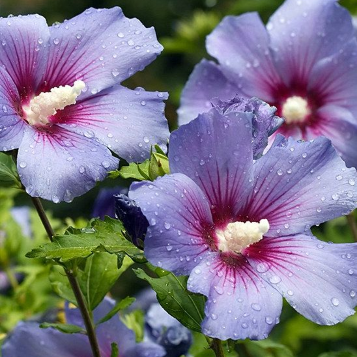Blue Hardy Hibiscus Plants How To Plant And Grow Hardy Hibiscus