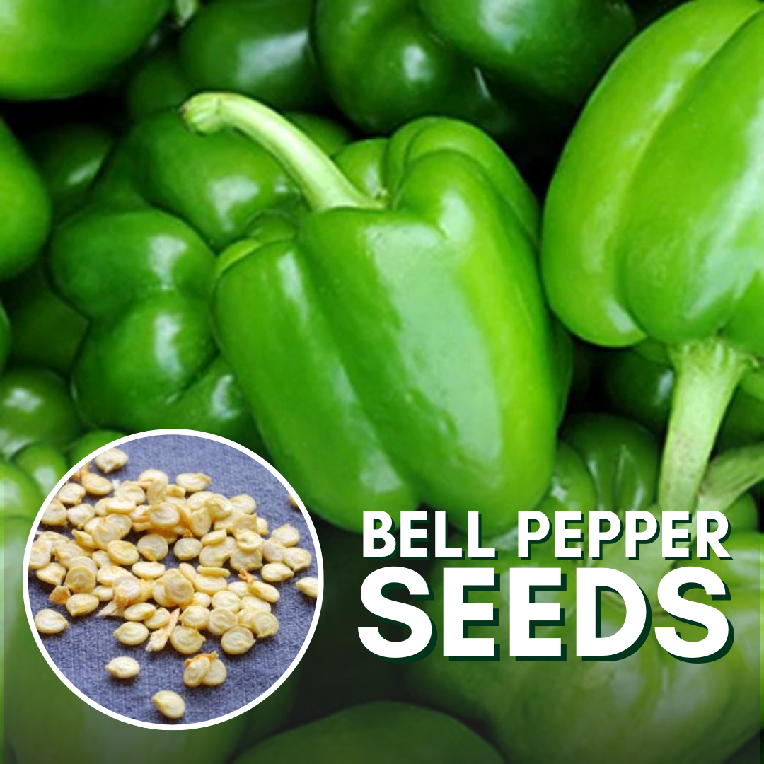 Bell Pepper Sprouts Organic Canary Yellow Bell Pepper Seeds, True
