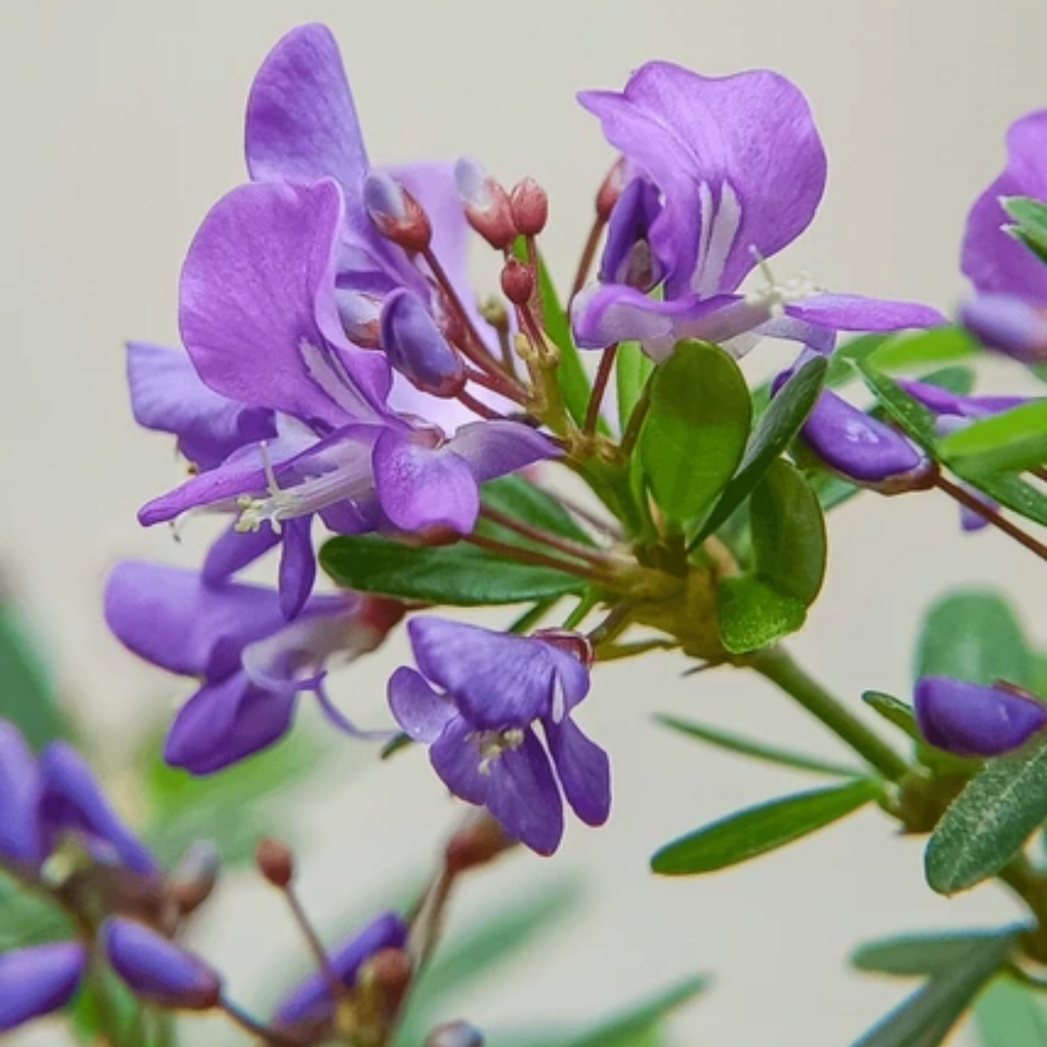DESMODIUM Blue Braya Sapling Plant – GreenParadiseLive