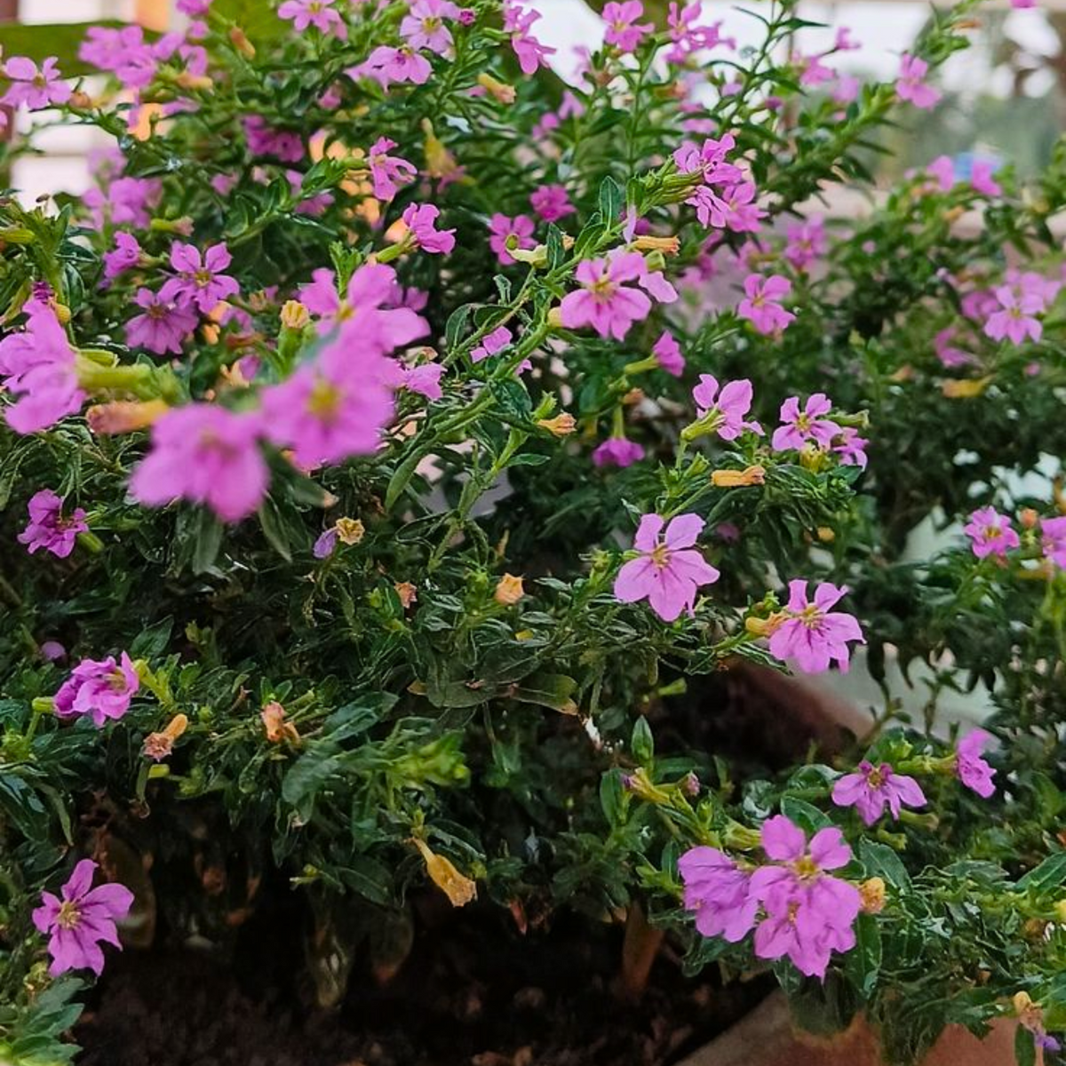Green Paradise® Cuphea Hyssopifolia Purple Mexican Plant Full Year Flo ...