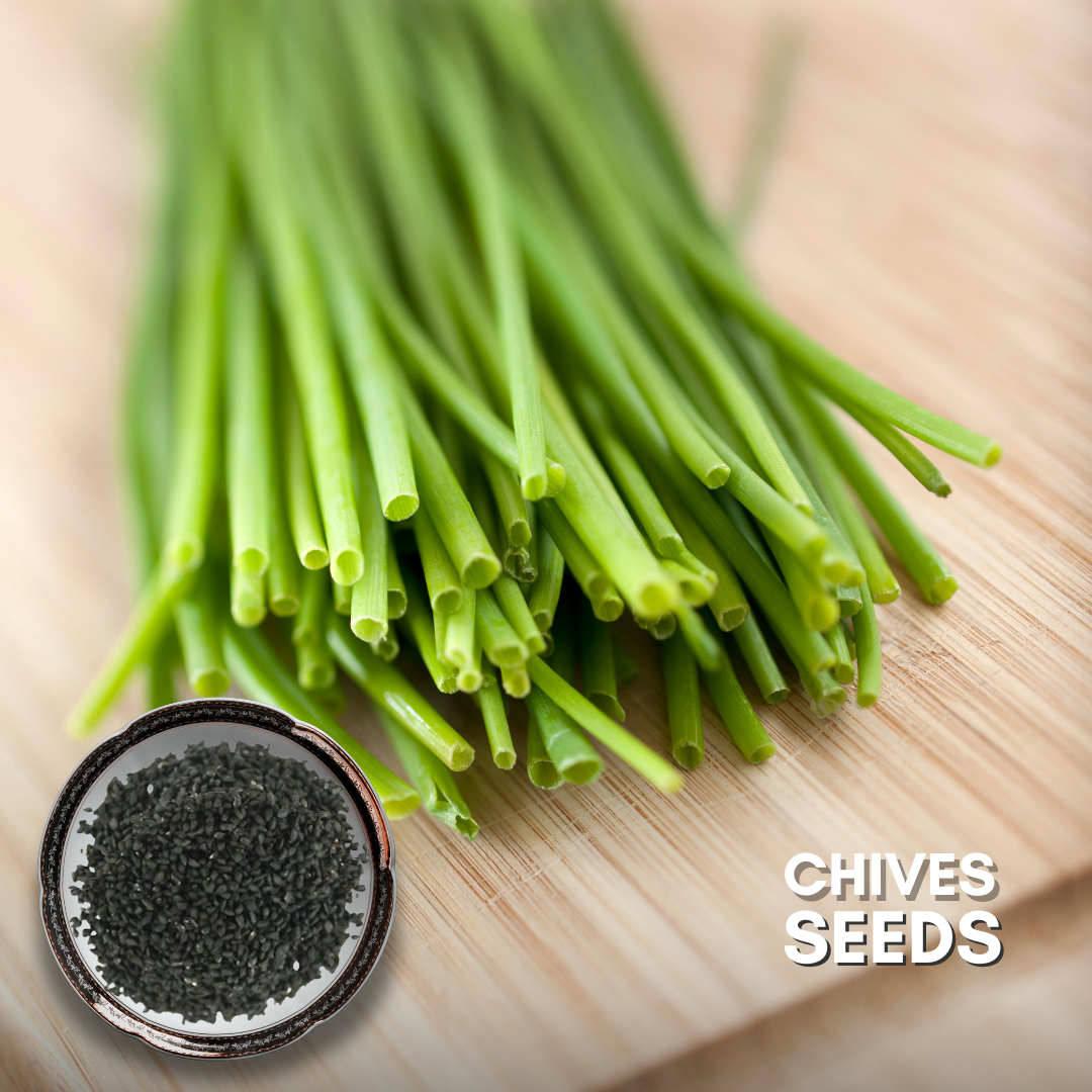Green Paradise® Chives IMP.(Herbs) Seeds Pack – GreenParadiseLive