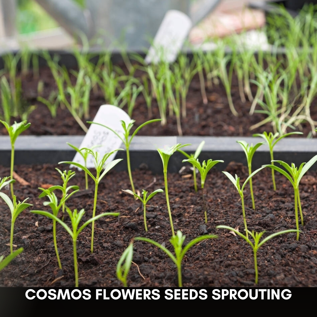 Green Paradise® Cosmos Mix Flower Seeds Pack – GreenParadiseLive