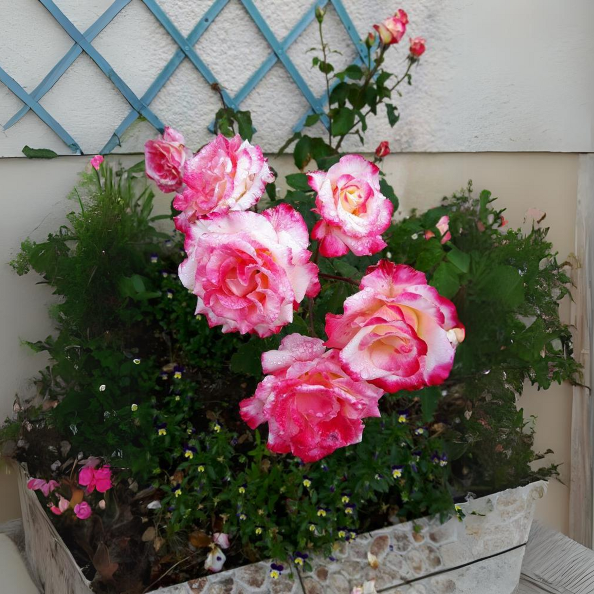 Double Delight Rose Bush