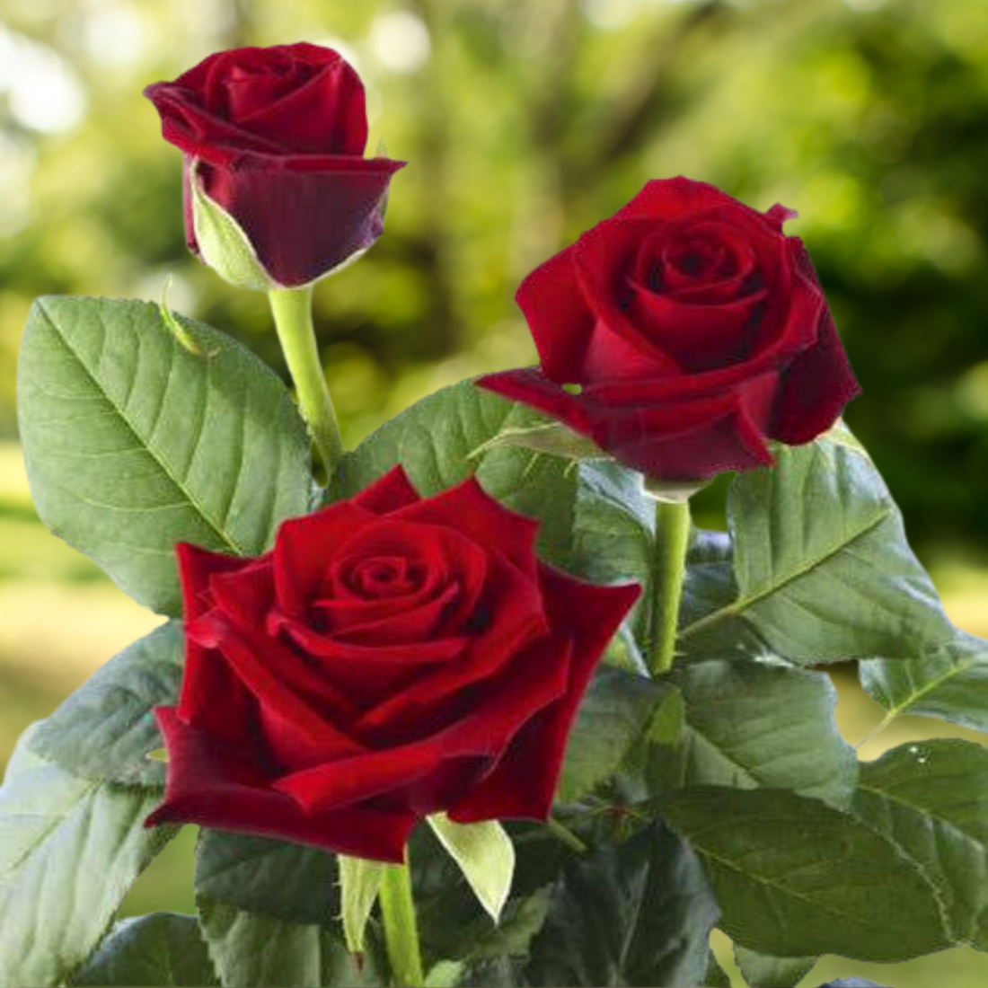 English Rose Plant (Red) – GreenParadiseLive