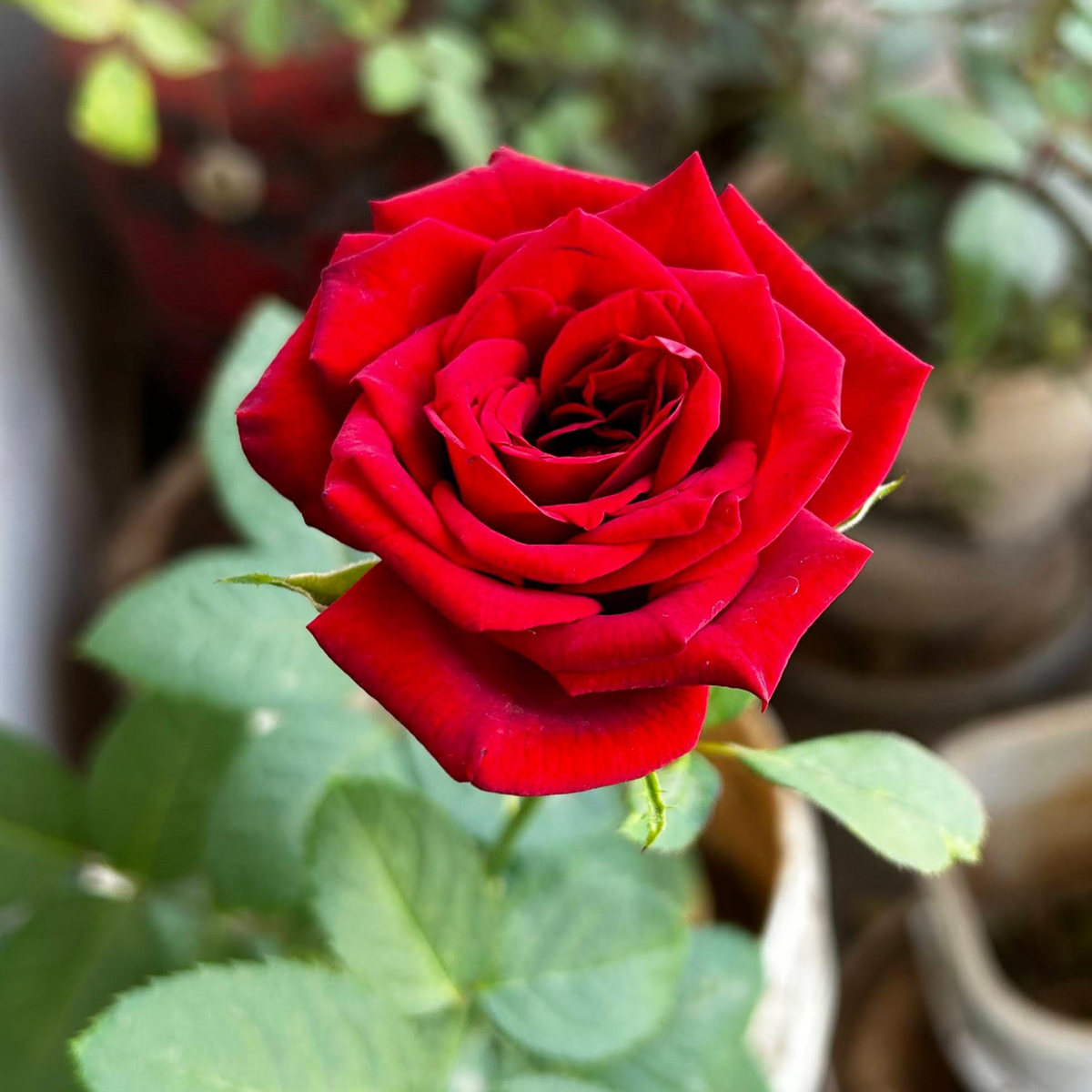 English Rose Plant (Red) – GreenParadiseLive