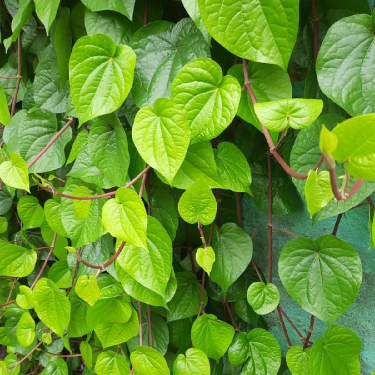 Maghai Pan Nagarvel Betel Leaf Live Plant – GreenParadiseLive