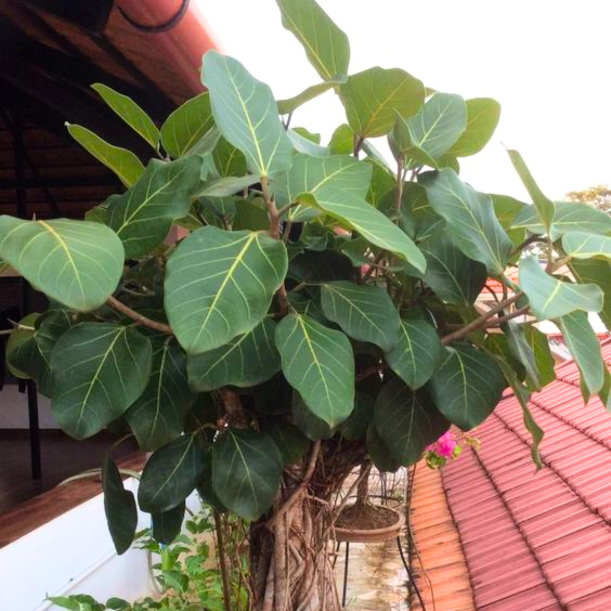 Banyan tree sapling Live Plant – GreenParadiseLive
