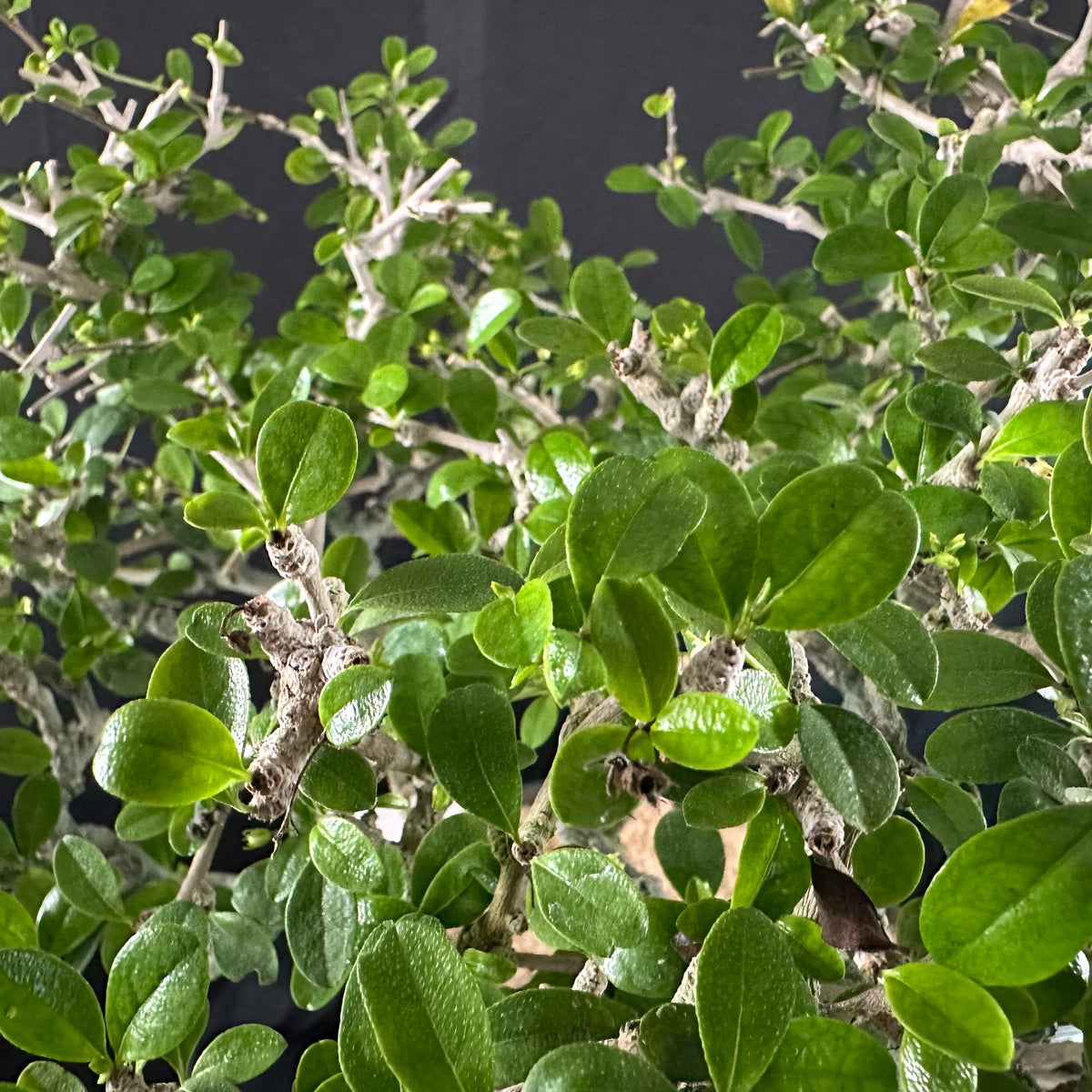 Carmona tree 7 years old Mature Bonsai Tree – GreenParadiseLive