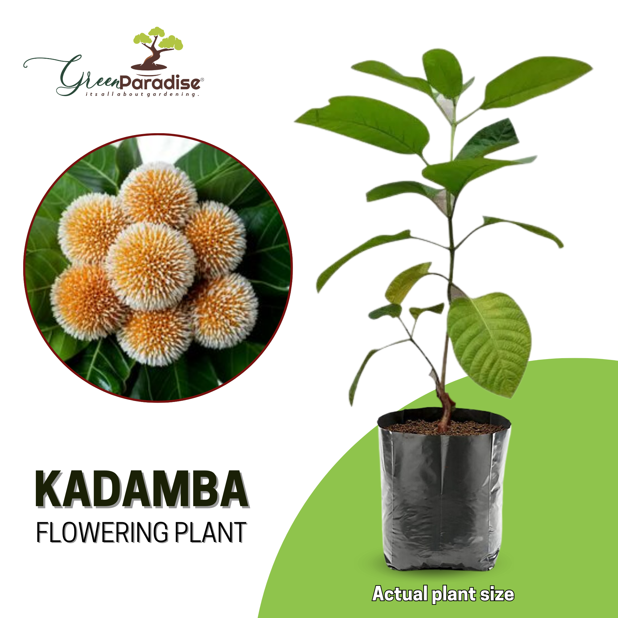 green paradise kadamba Tree krishna kadamb tree live plant ...