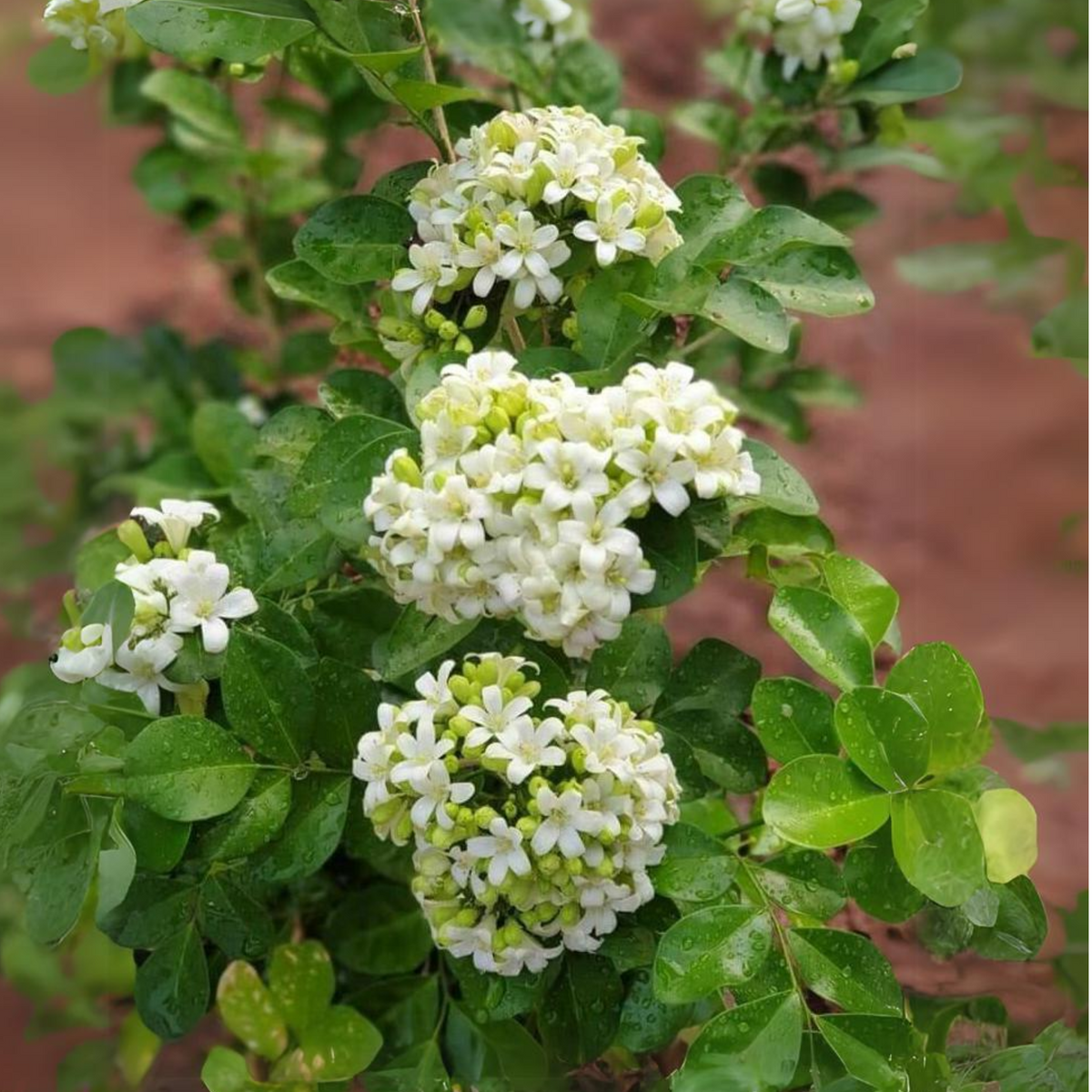 Mini Murraya Paniculata Madhukamini Amazing Jasmine Fragrant Full Year ...