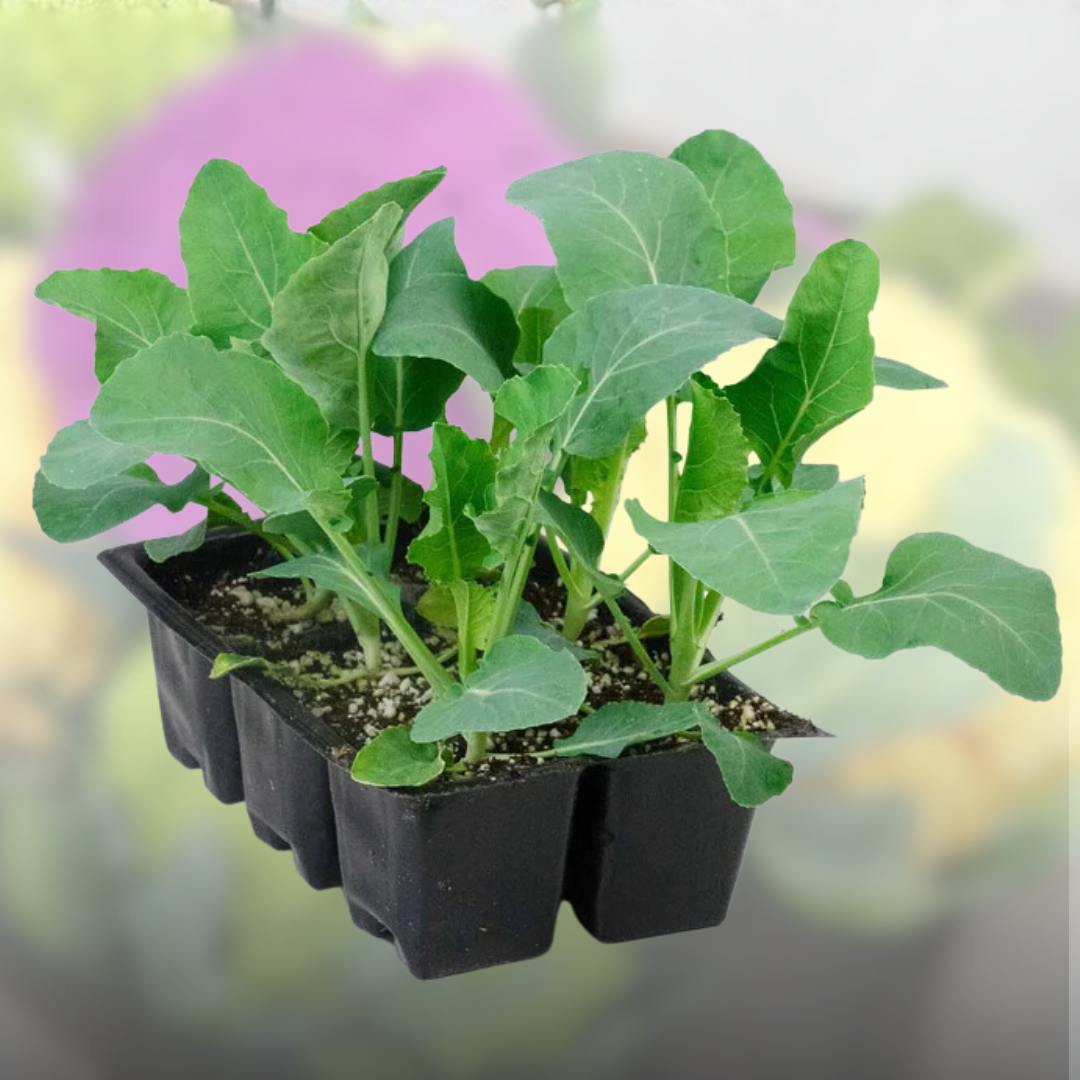 Young Cauliflower Plants I'm Officially The Winner Of Smallest Grown
