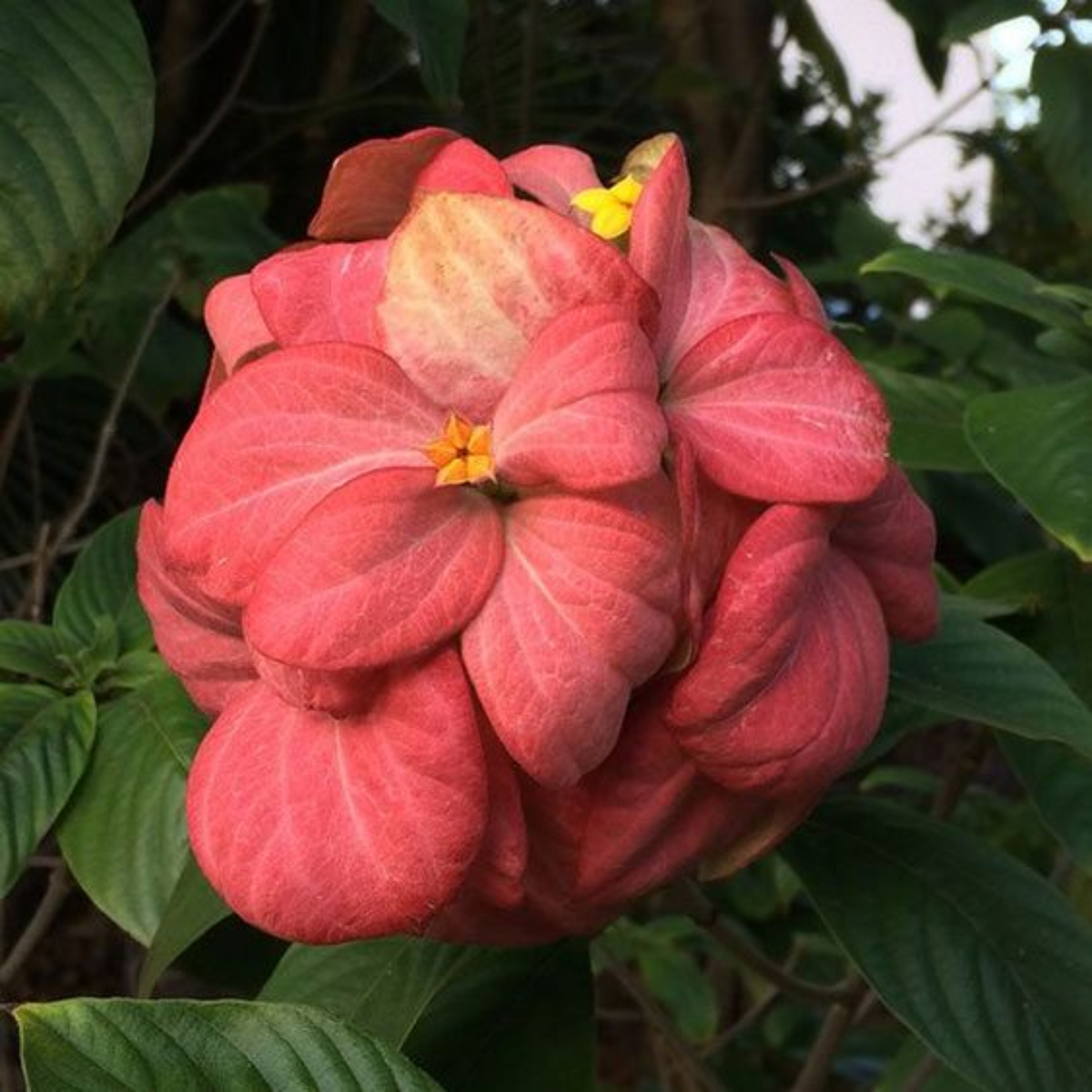 Musanda Pink Live Plant – GreenParadiseLive