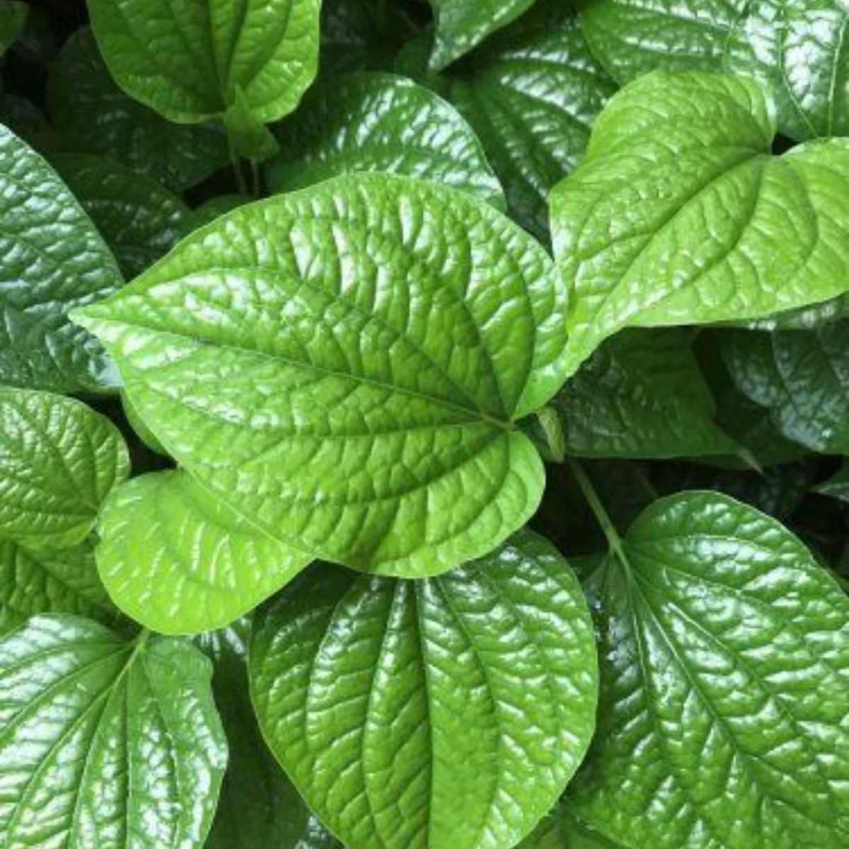 Nagarvel Betel Leaf Plant – GreenParadiseLive