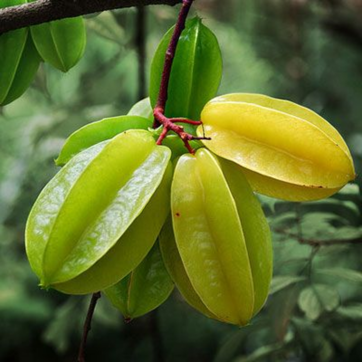 Sweet Star Fruit Live Plant – GreenParadiseLive