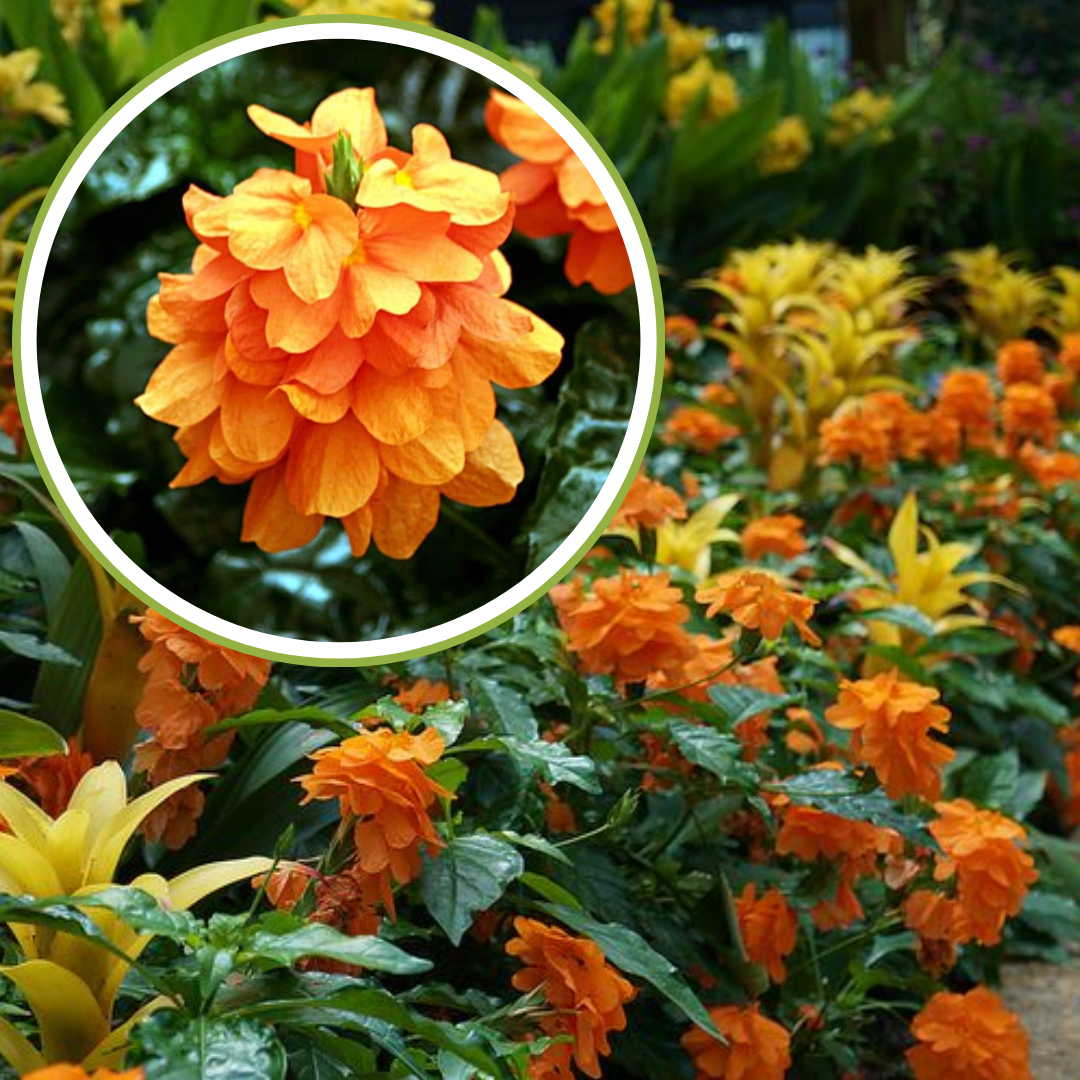 Green Paradise crossandra Plant Aboli Plant live sapling Plant ...