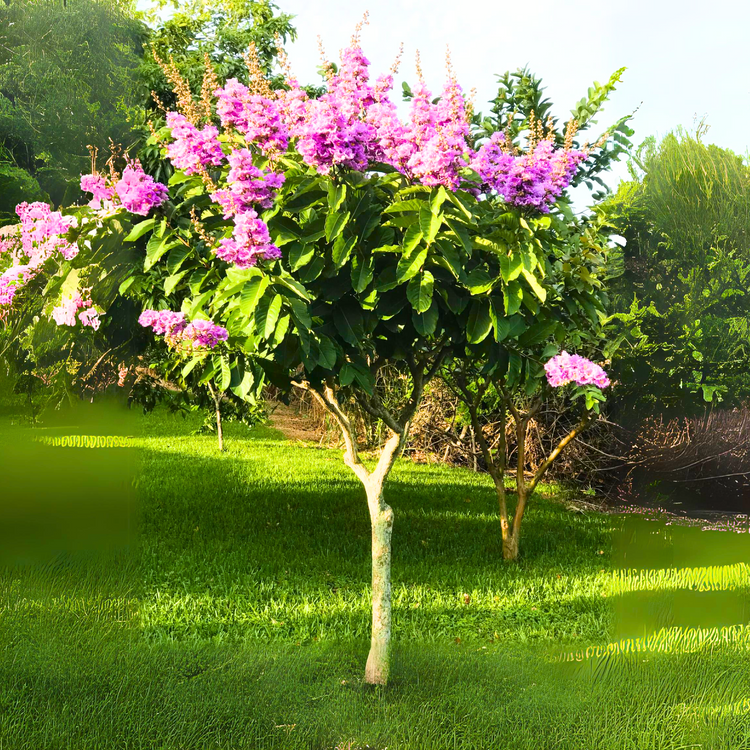 Green Paradise® Legerstomia Pink Lagerstroemia speciosa Queens Crape M ...