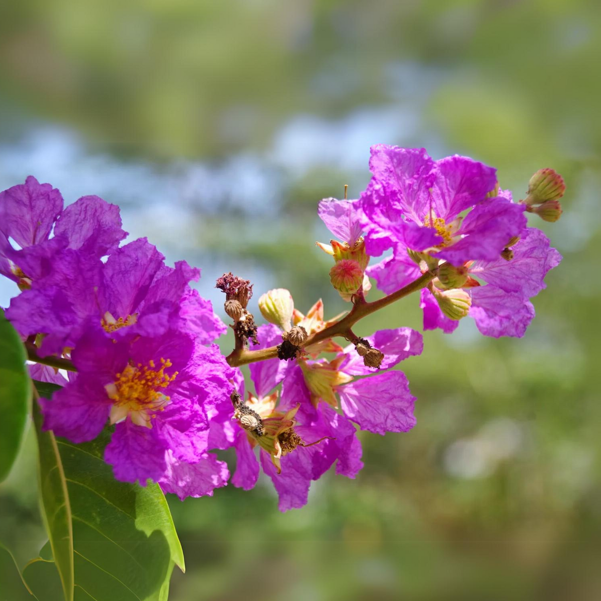 Green Paradise® Legerstomia Pink Lagerstroemia speciosa Queens Crape M ...