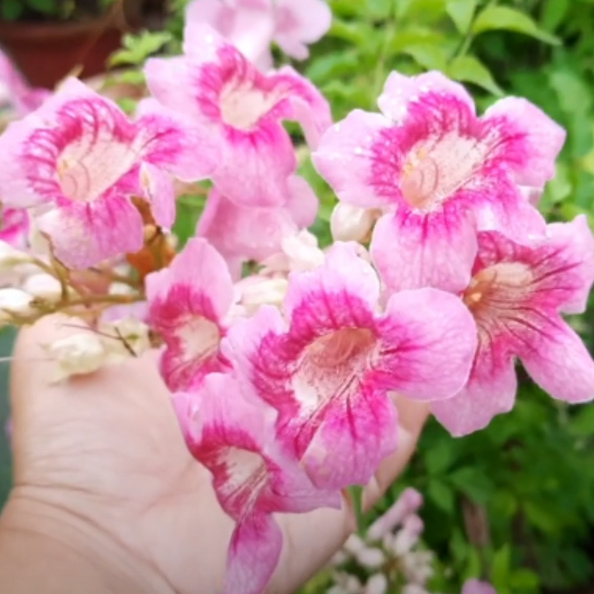 Pink trumpet vine Pink tecoma creeper Live Plant-green paradise live ...