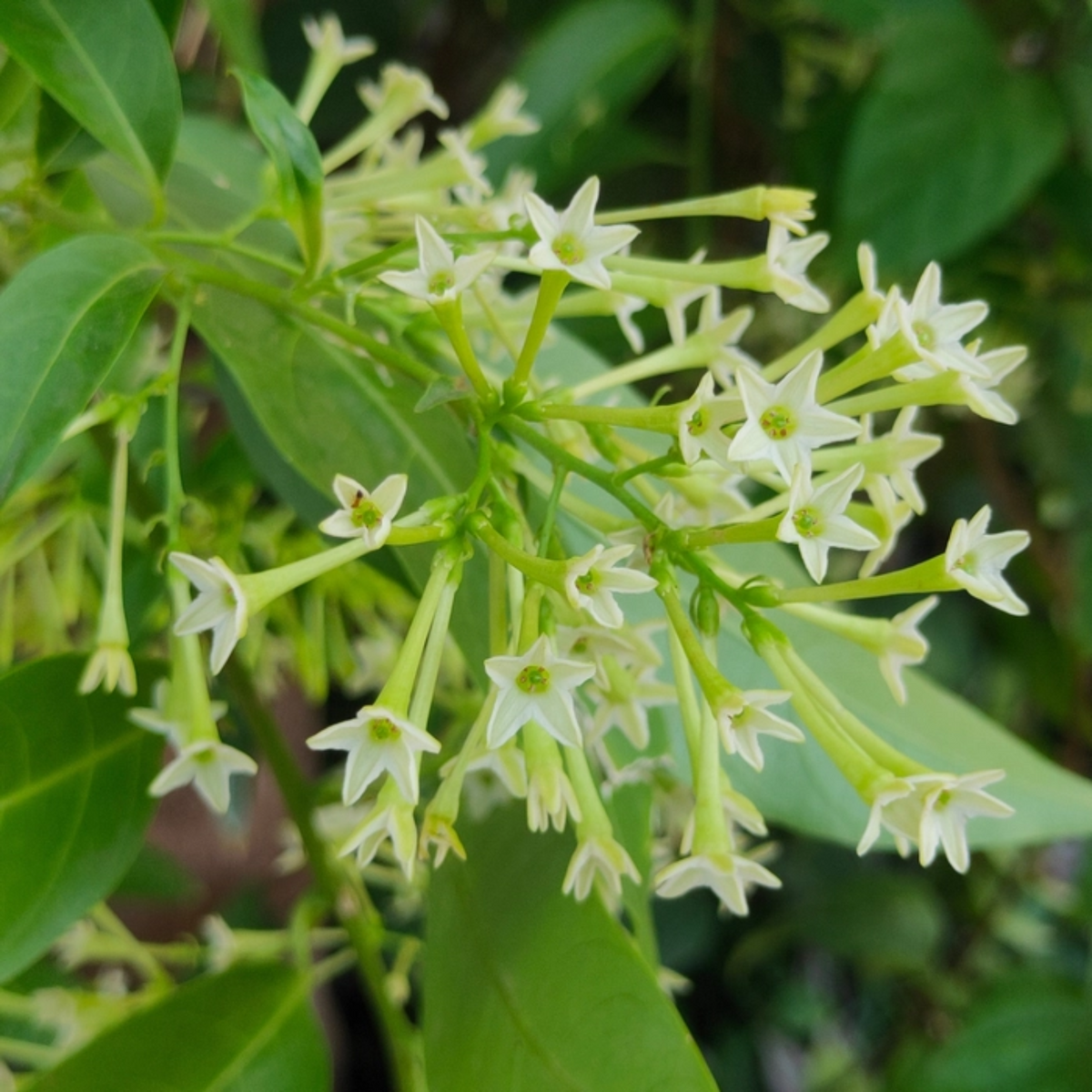 Live Coral Jasmine Night Flowering Parijat harshringar Plant and Ratra ...