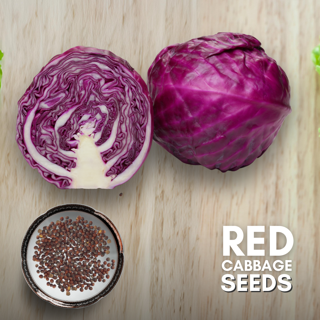 Green Paradise® Red Cabbage F1 Hybrid Seeds Pack – GreenParadiseLive