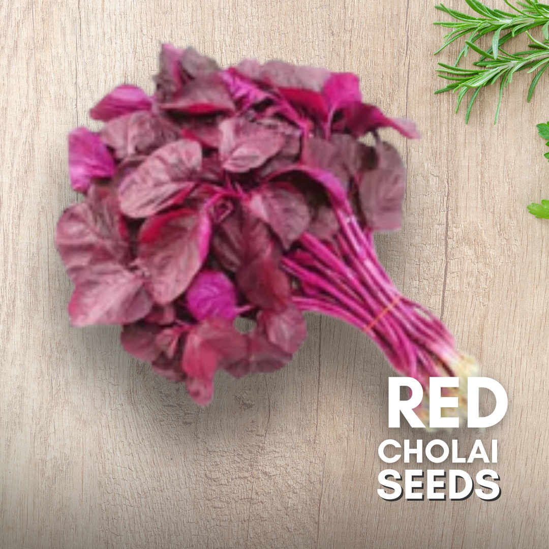 Green Paradise® Red Cholai F1 Hybrid Seeds Pack – GreenParadiseLive