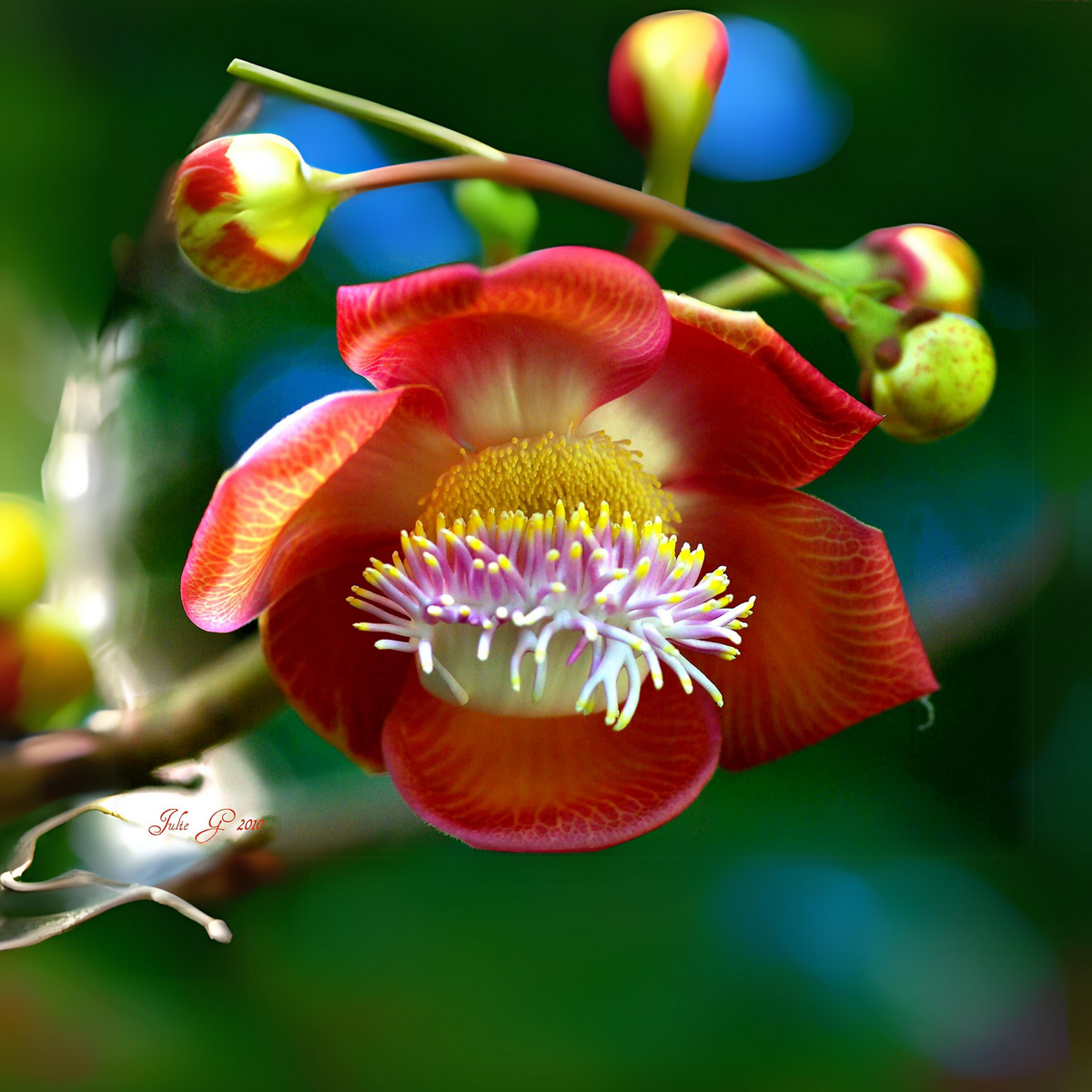 Shiva Linga Tree Holy Nagalinga Tree Cannon Ball Tree Live Plant ...