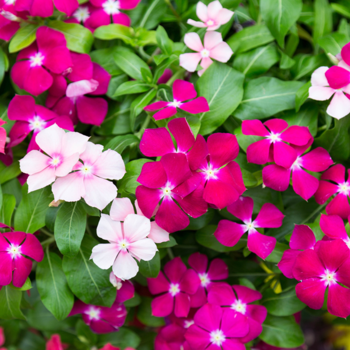Vinca Plant Annual Vinca | Home & Garden Information Center