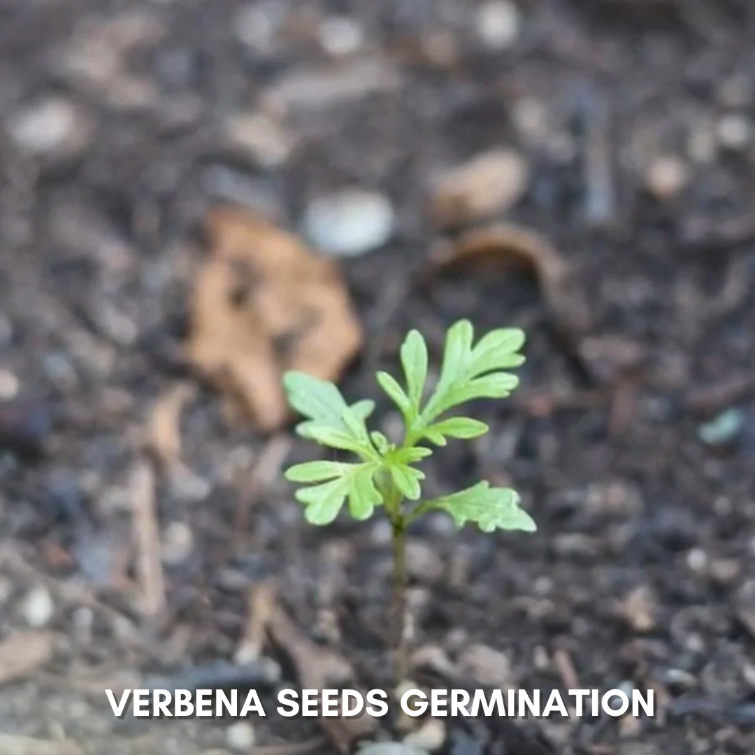 Green Paradise® Verbena F1 Hybrid Seeds Pack – GreenParadiseLive