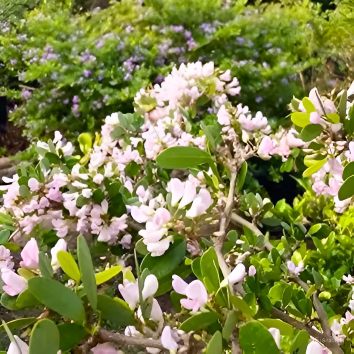 Green Paradise® Desmodium White Braya – Rare Live Sapling Plant for Ho ...