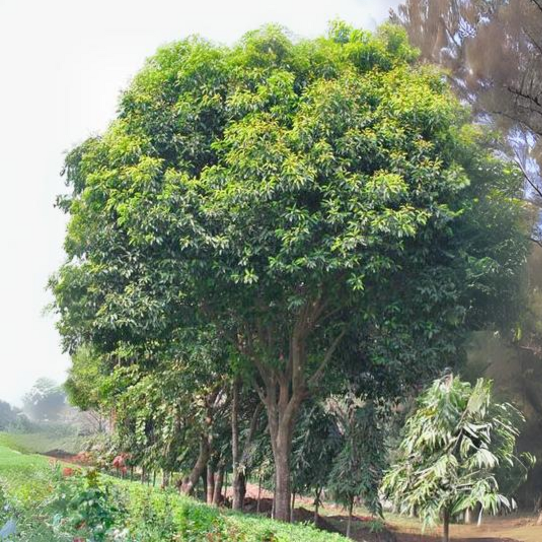 Bakul tree Mimusops elengi Borsalli Plant – GreenParadiseLive