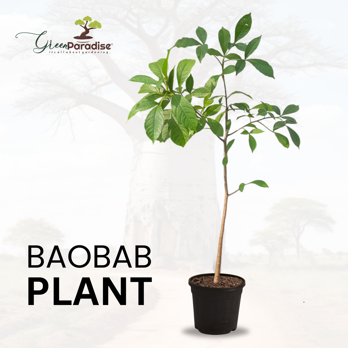 Rare Baobab Tree Mature (3 Years Old) Sapling Live Plant ...