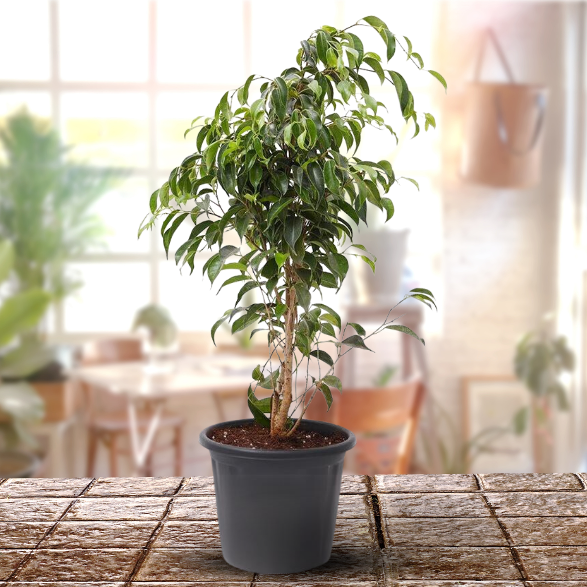 Green Paradise® Benjamina Black Ficus Sapling Plant – GreenParadiseLive