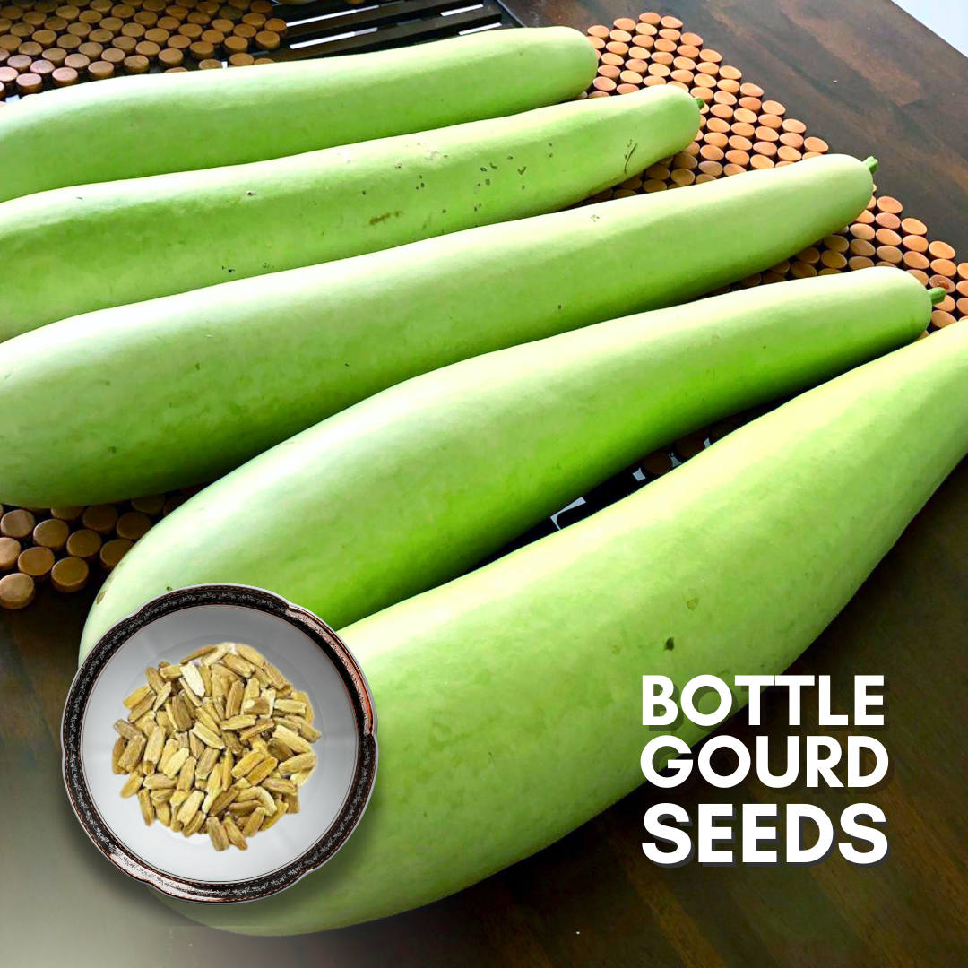 Green Paradise® Bottle Gourd (Dudhi) Seeds Pack – GreenParadiseLive