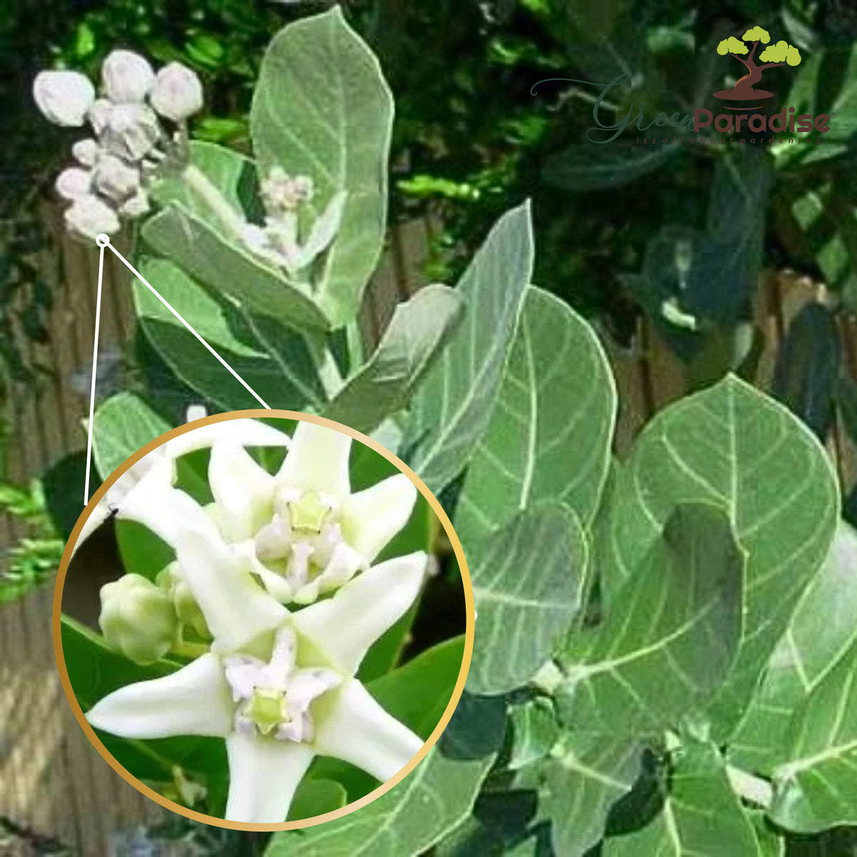 Calotropis gigantea Plant live Madar Plant – GreenParadiseLive