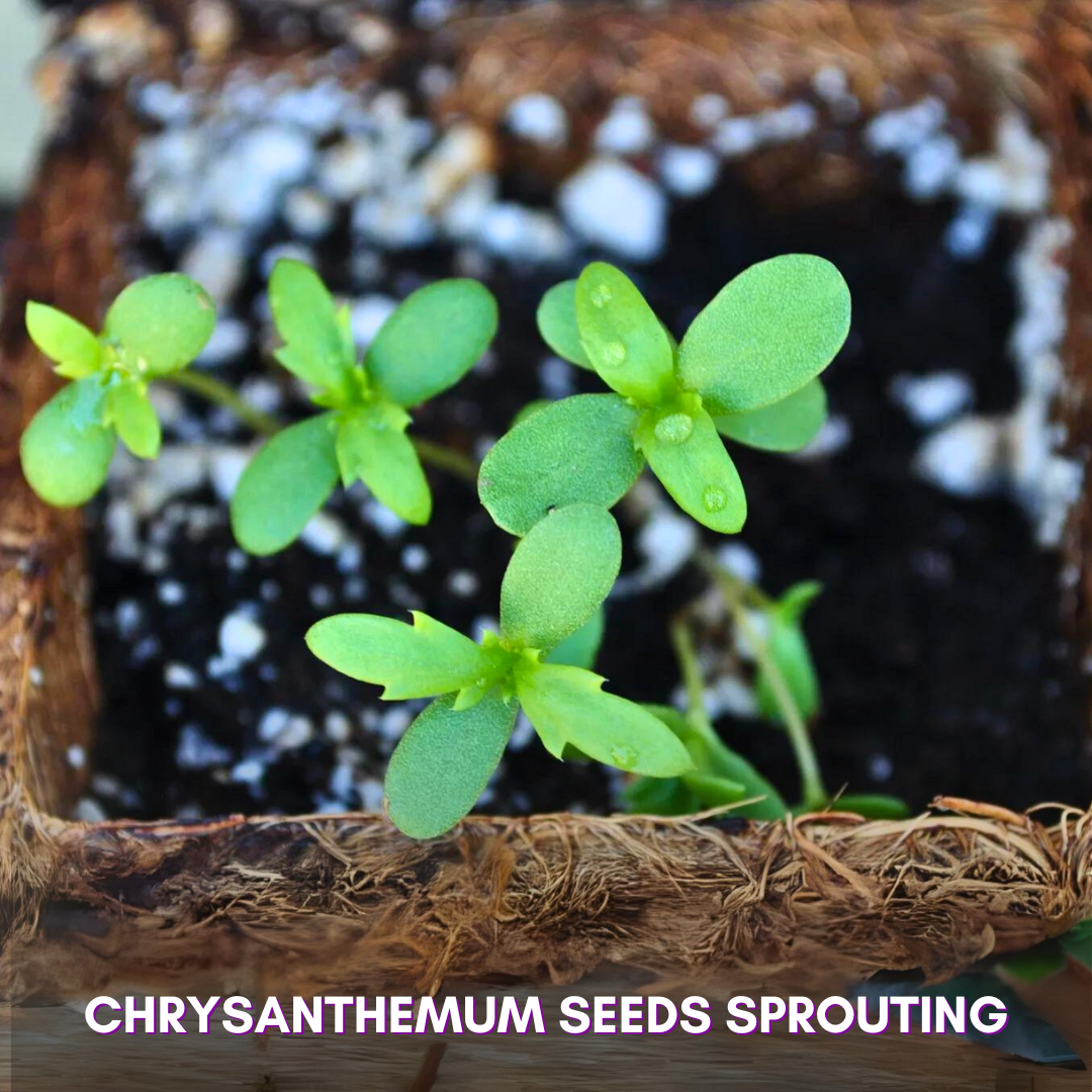 Chrysanthemums Seeds Chrysanthemum Little Red | Bluestone Perennials