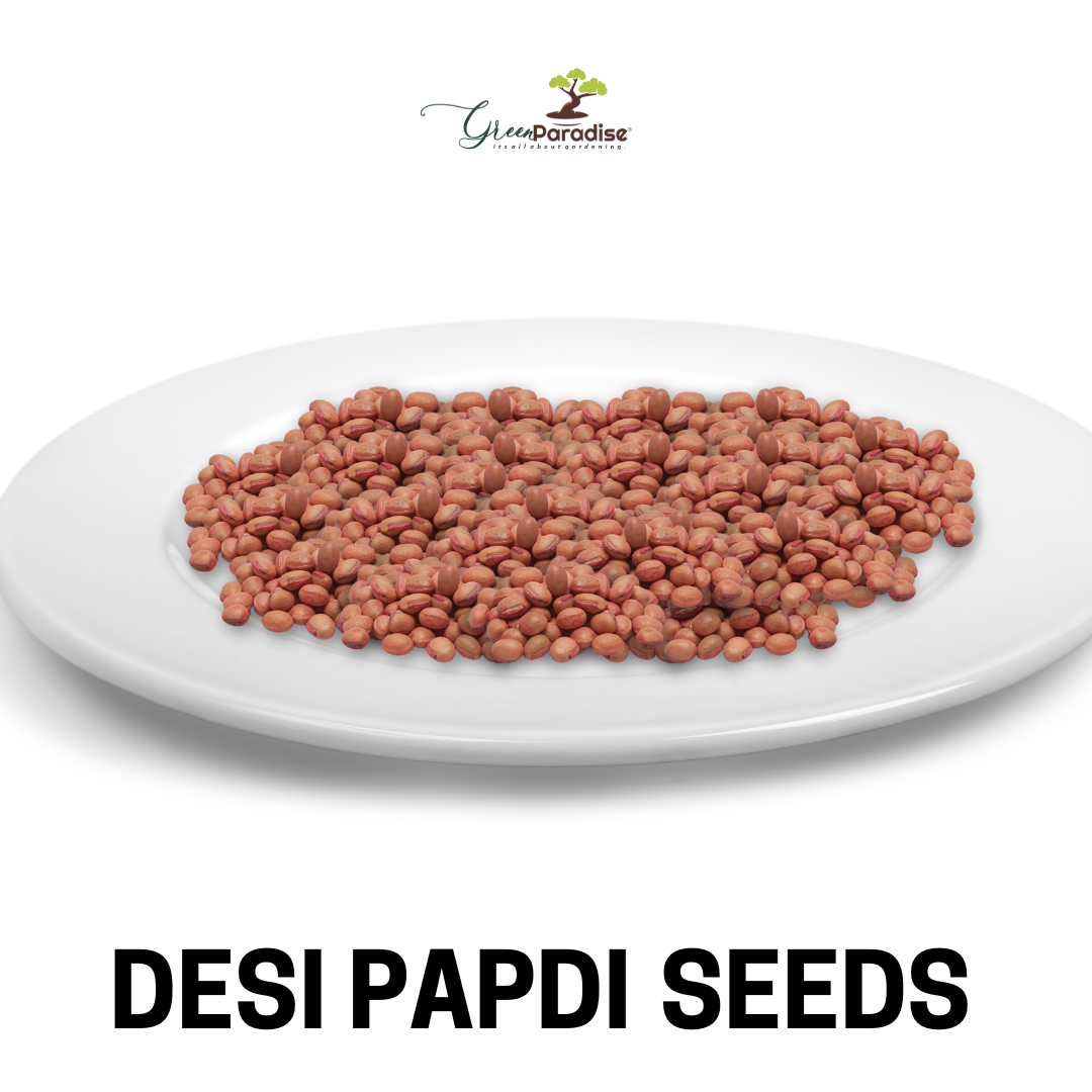 Green Paradise® Desi Papdi Seeds Pack – GreenParadiseLive