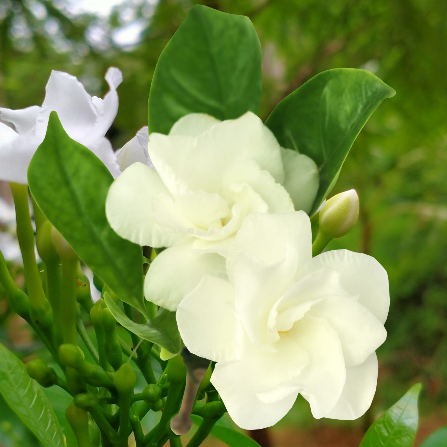Green Paradise® Double Tagar Live Plant – GreenParadiseLive
