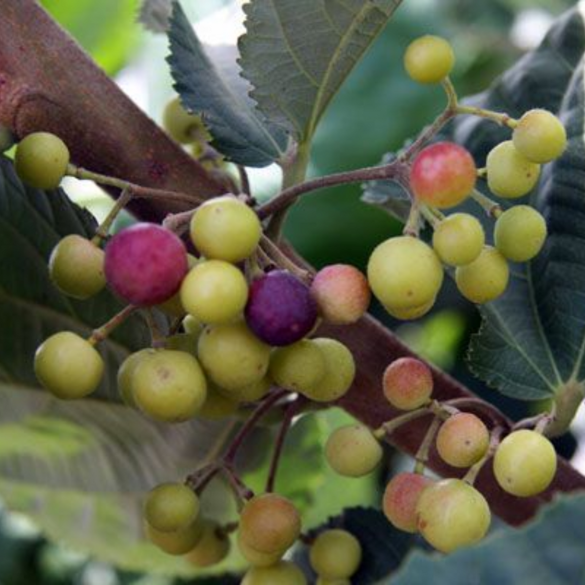 Buy Online Healthy falsa berry Plant – GreenParadiseLive