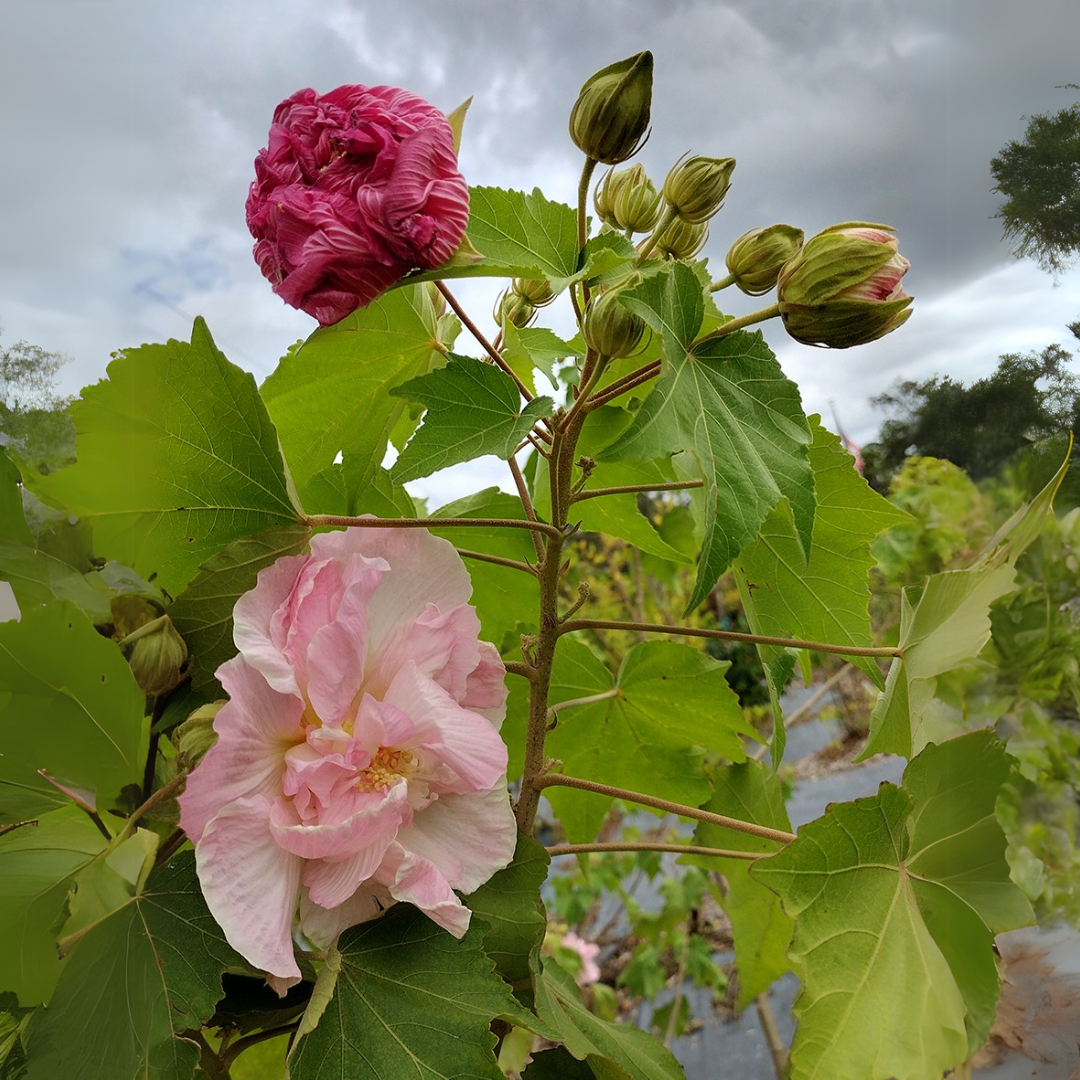 Hibiscus mutabilis Multipetal Color-Changing Hibiscus Flowering Plant ...