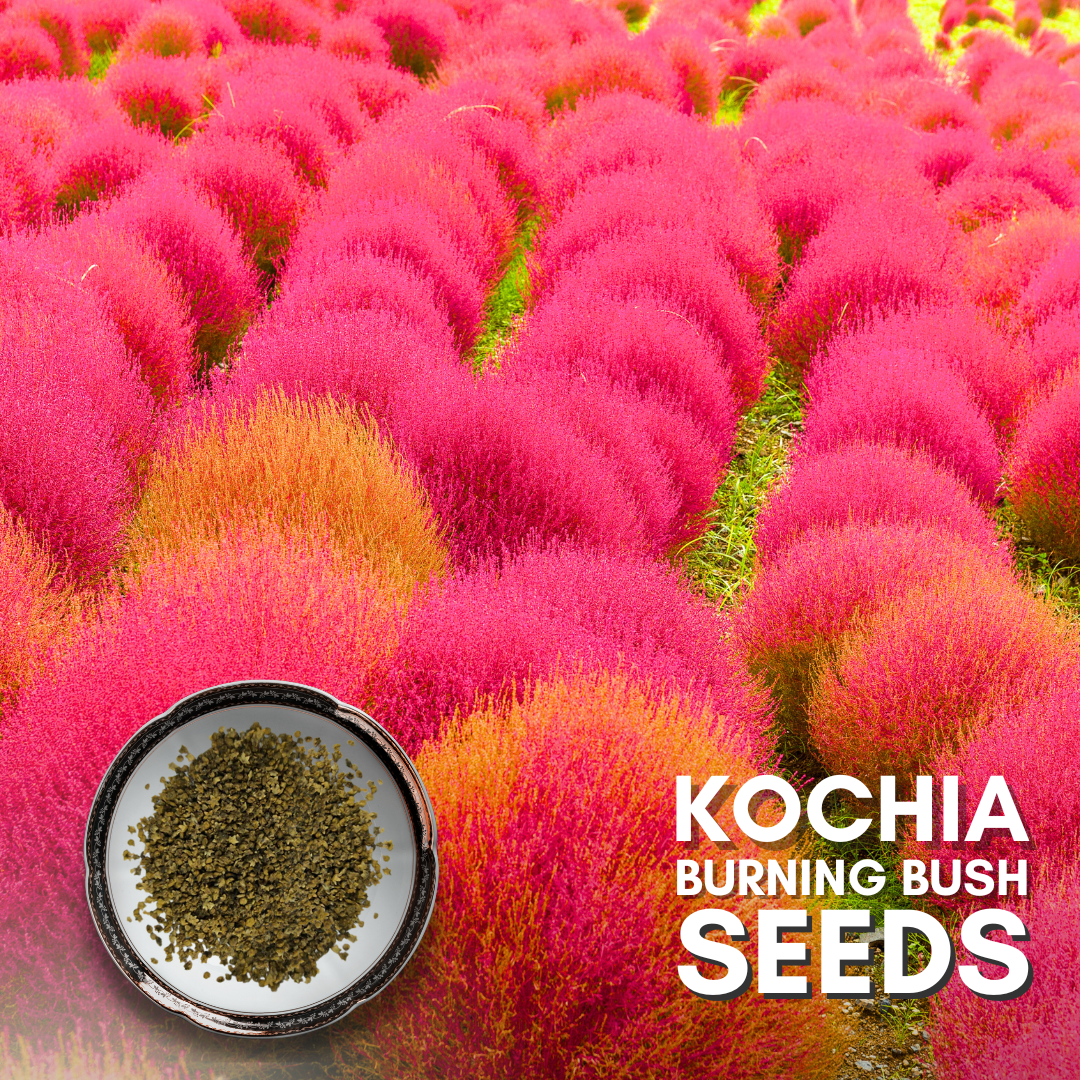 Kochia Trichophylla Semis