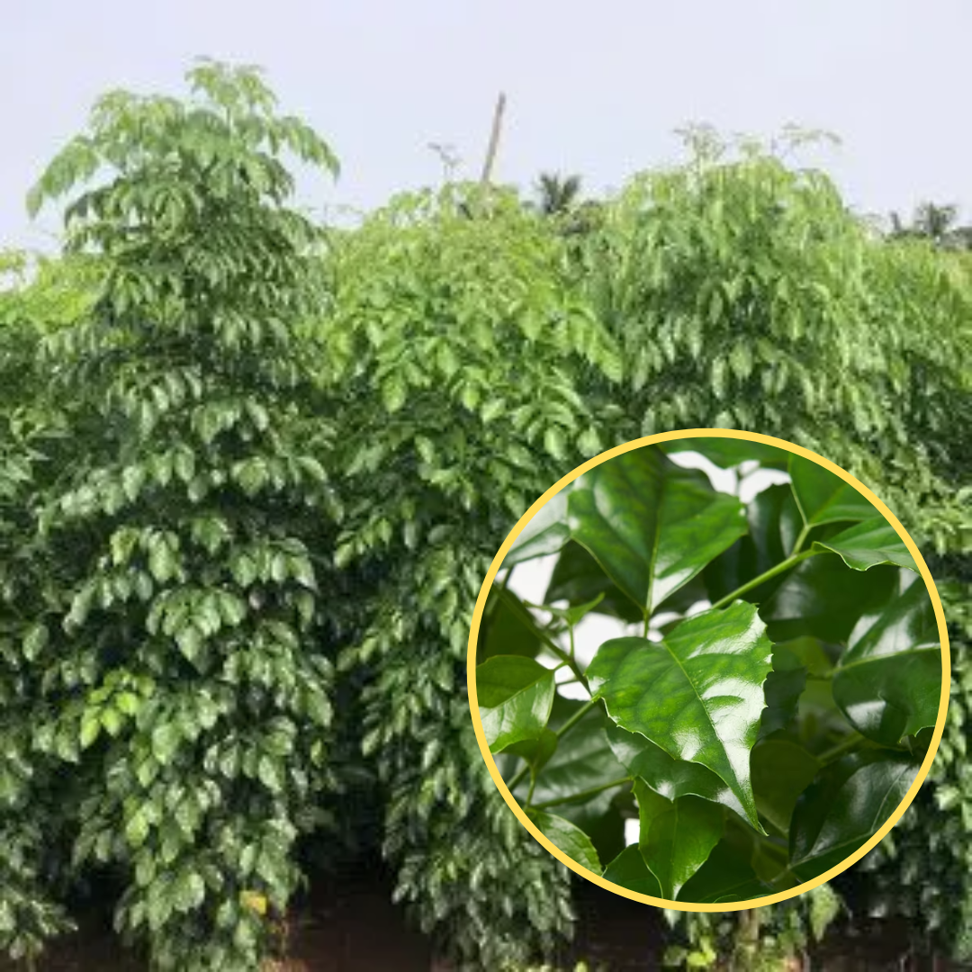 Green Paradise® Red Machera Plant – GreenParadiseLive
