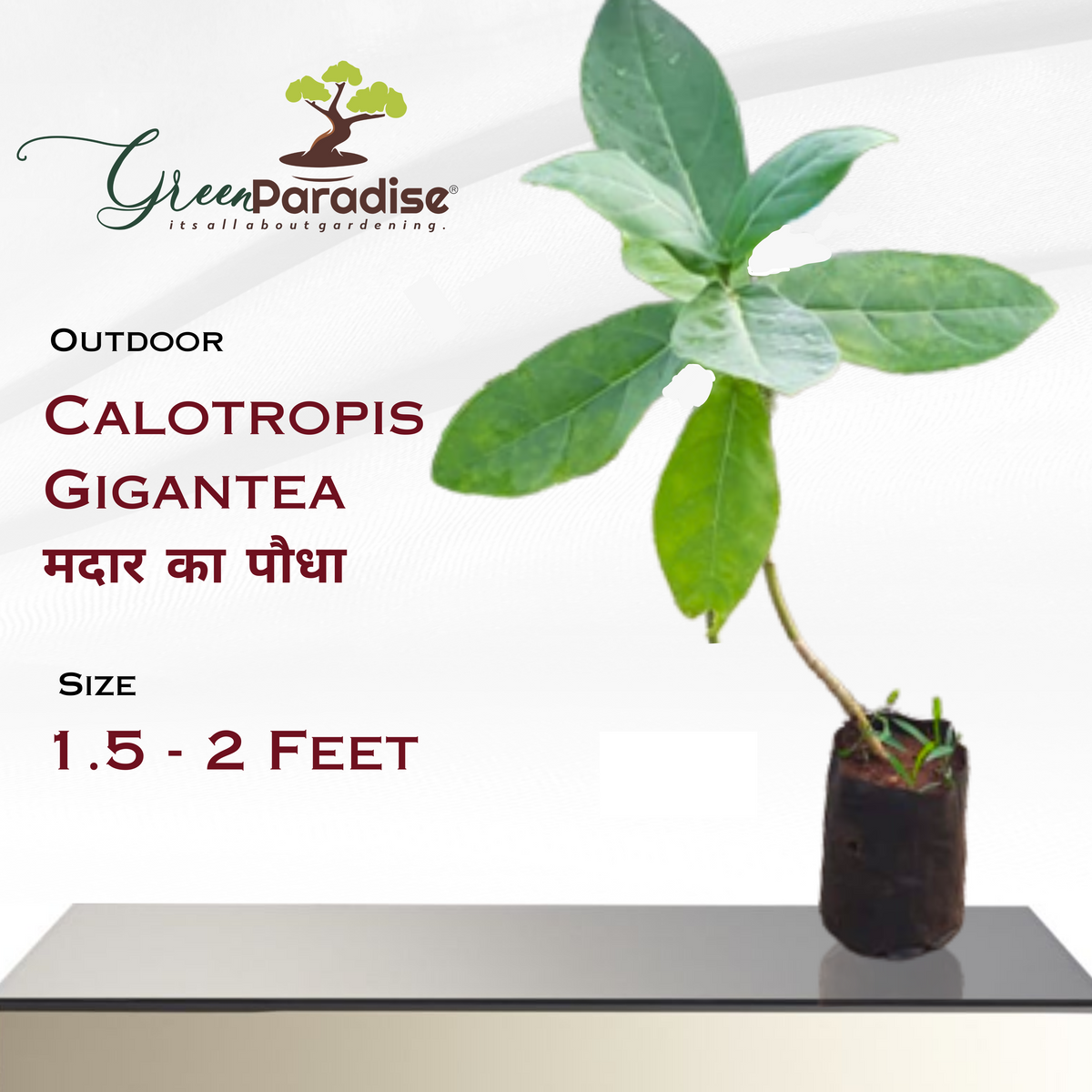 Calotropis gigantea Plant live Madar Plant – GreenParadiseLive