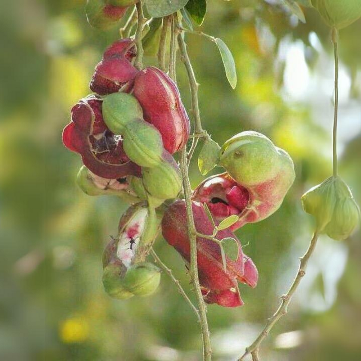 Green Paradise Manila Tamarind Camachile sweet fruit live plant ...