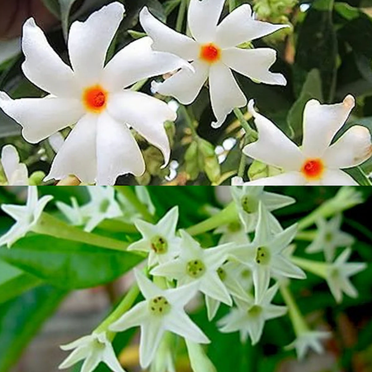 Live Coral Jasmine Night Flowering Parijat harshringar Plant and Ratra ...