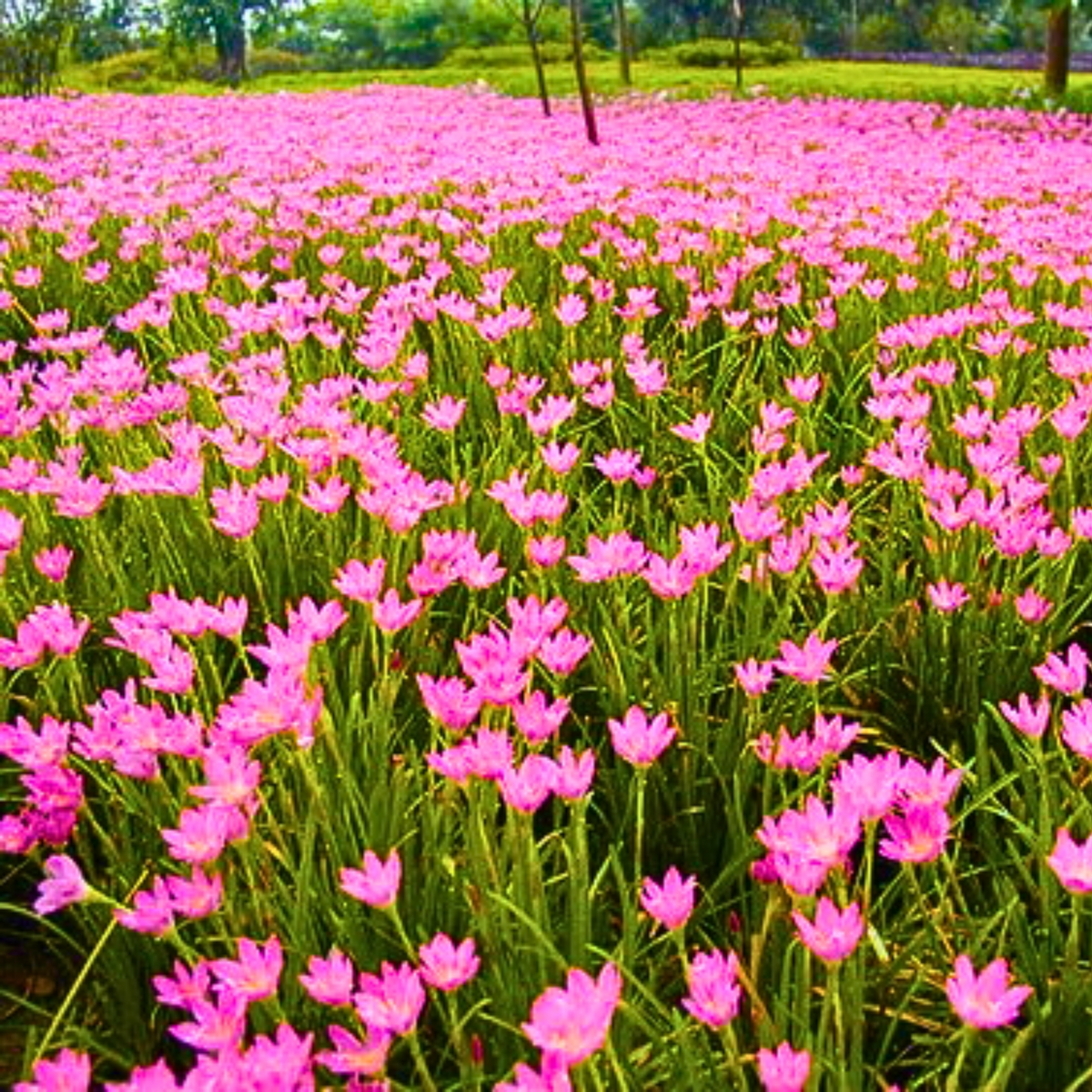 Green Paradise® Pink Rainlily (Zephyranthes candida) Live Plant ...