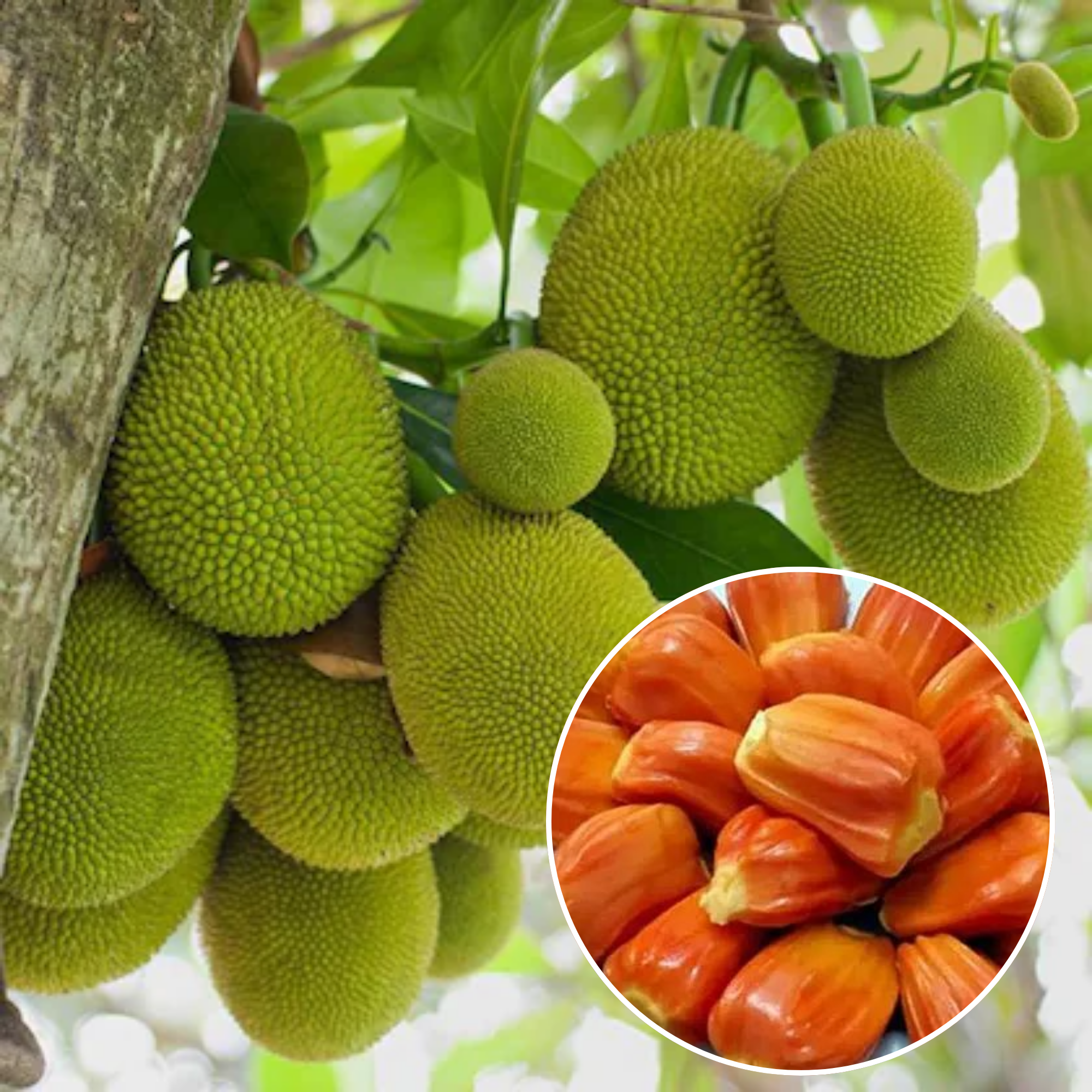 Jackfruit Trees
